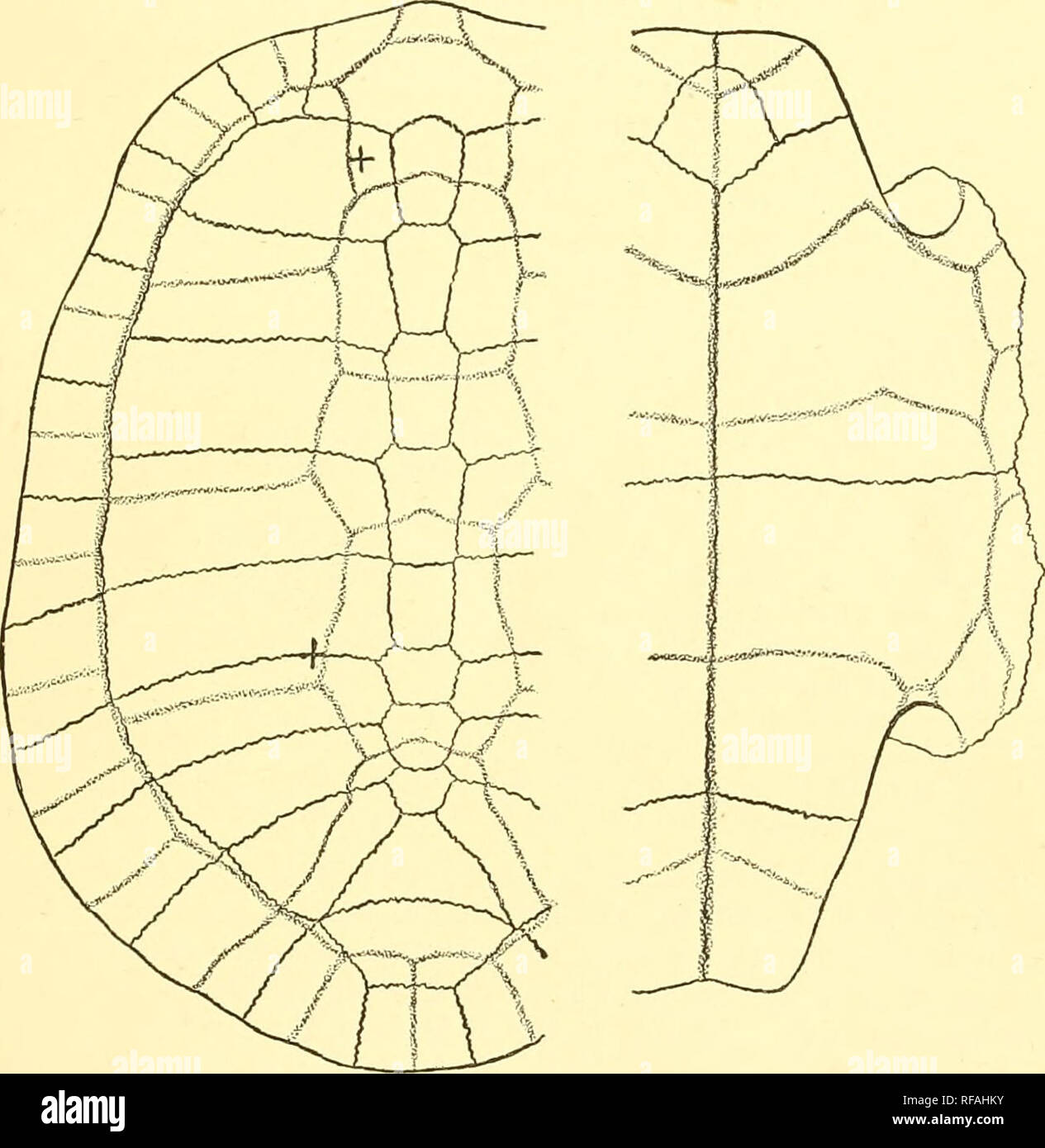 . Catalogue of the chelonians, rhynchocephalians, and crocodiles in the ...
