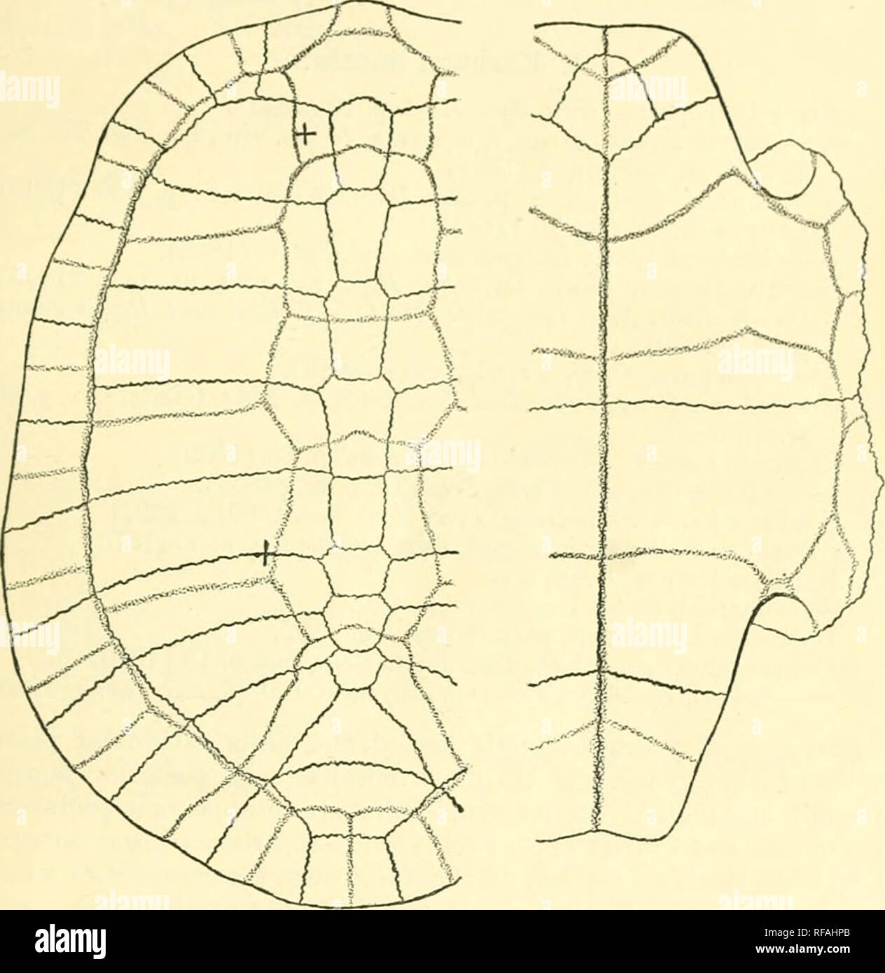 . Catalogue of the chelonians, rhynchocephalians, and crocodiles in the ...