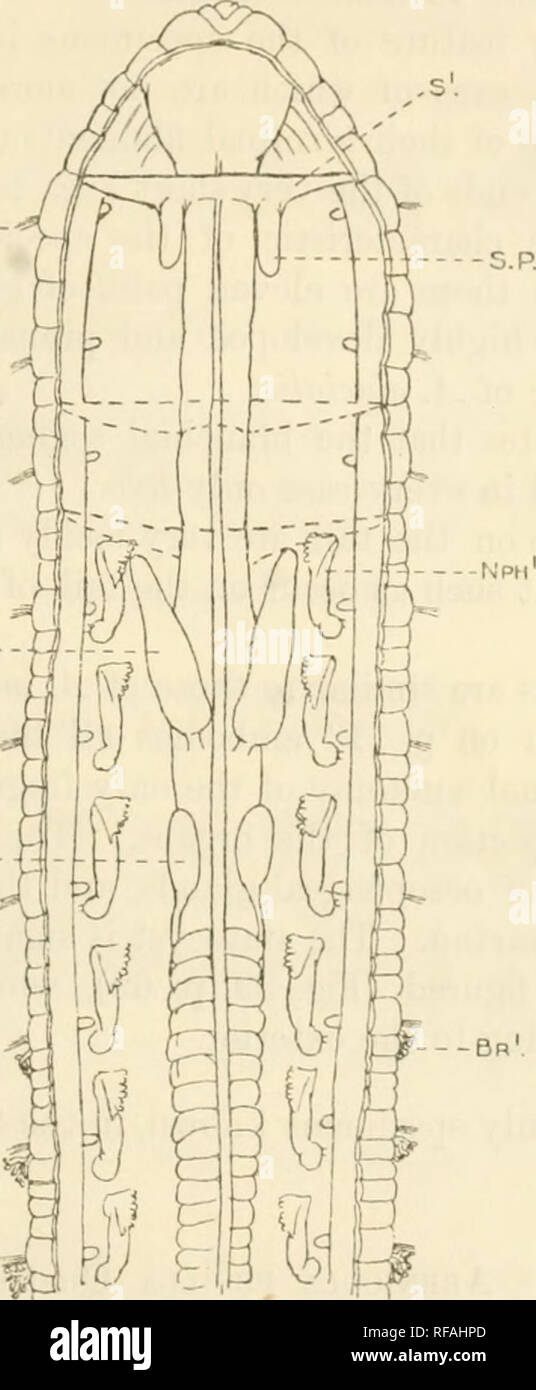 . Catalogue of the Chaetopoda in the British Museum (Natural History ...