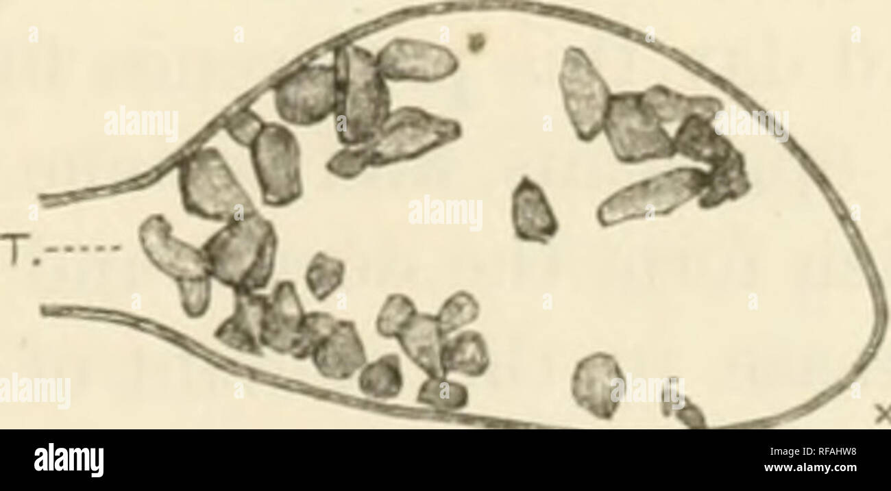 Statoliths hi-res stock photography and images - Alamy