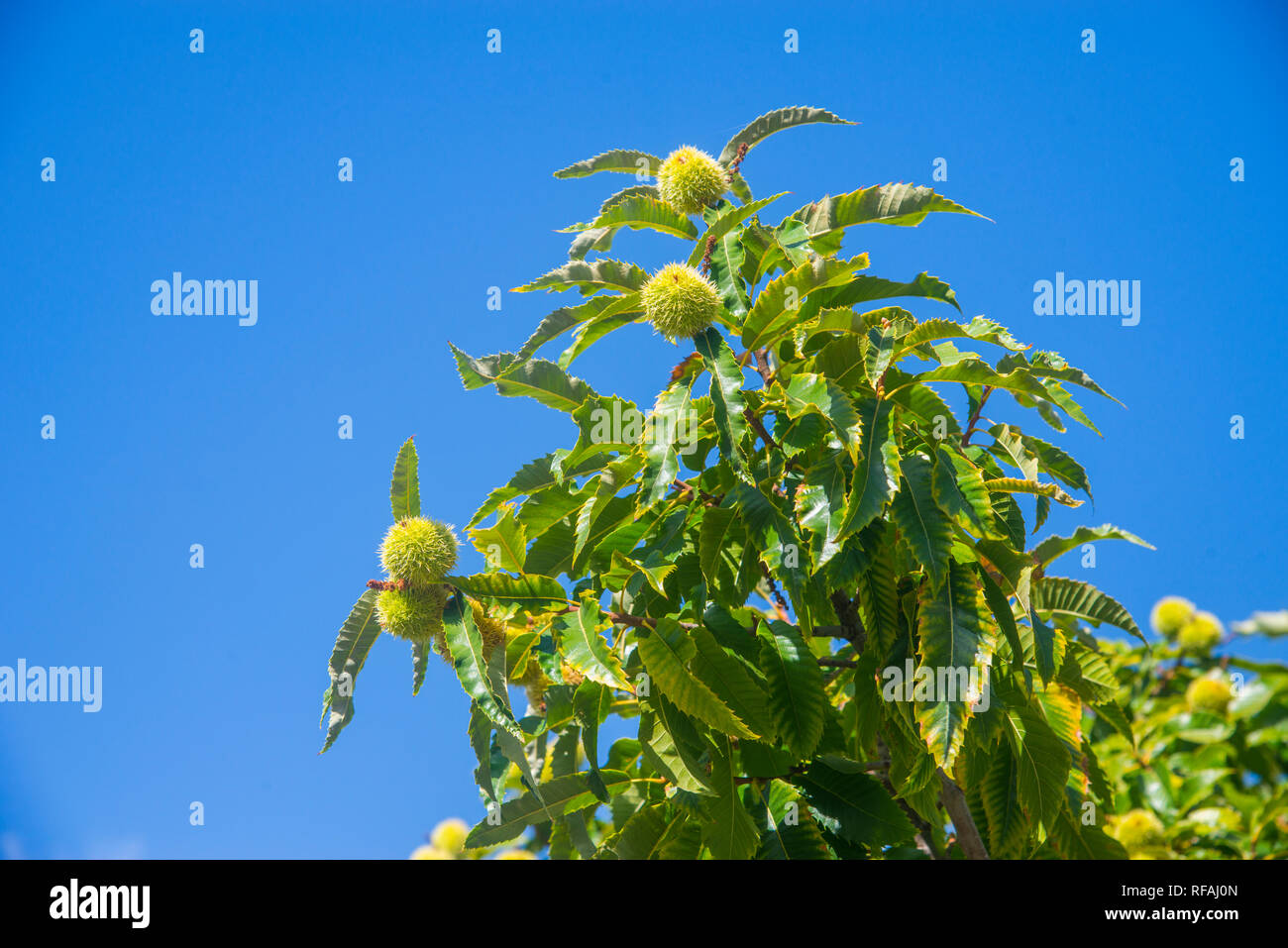 Chestnut tree branch Stock Photo - Alamy