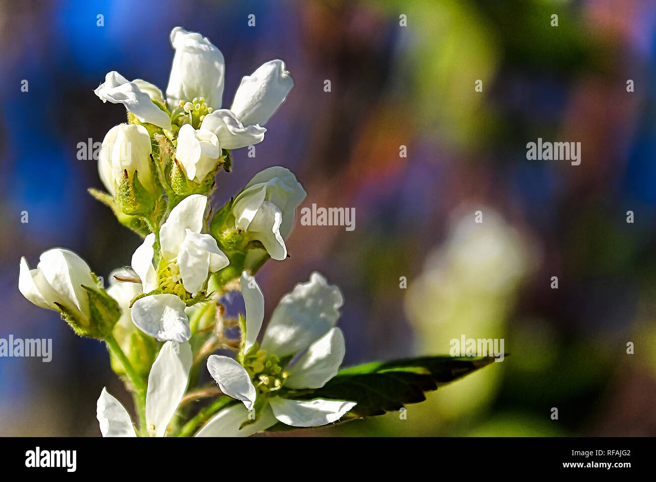 Saskatoon berry plant and fruit hi-res stock photography and images - Alamy
