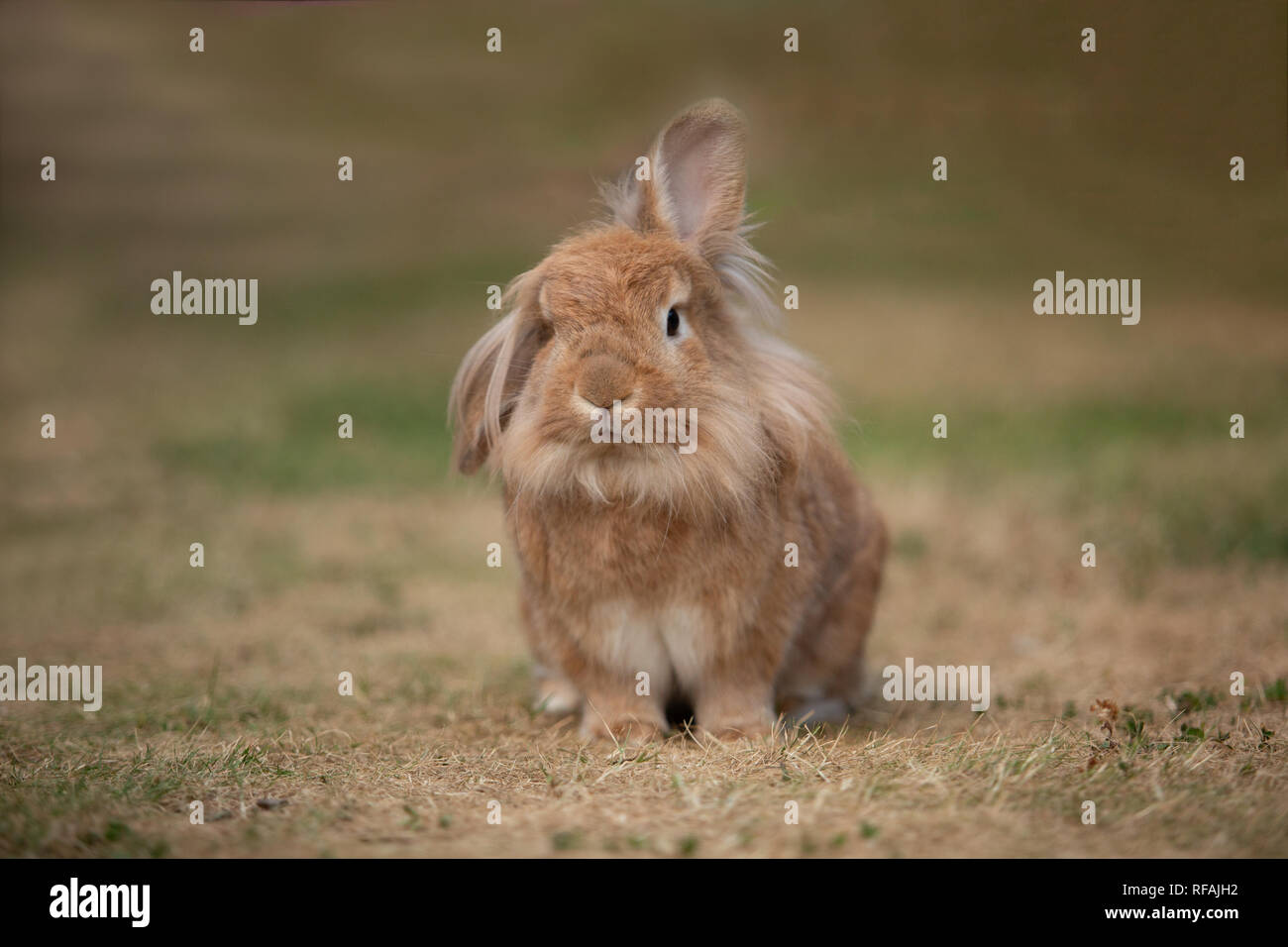 Black and white mini lop rabbit hi-res stock photography and images - Alamy