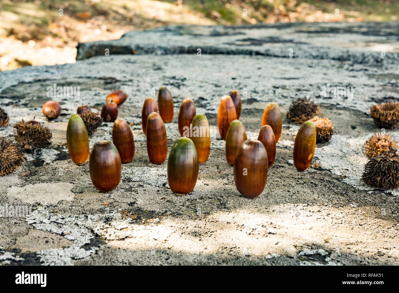 The oak nut sorted on the stone table. Acorns of a beautiful brown ...