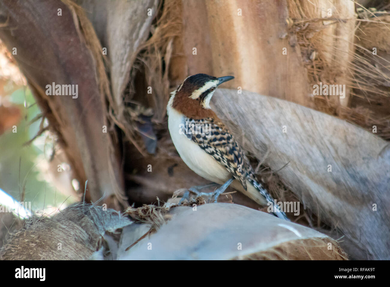 Palm tree and bird hi-res stock photography and images - Alamy