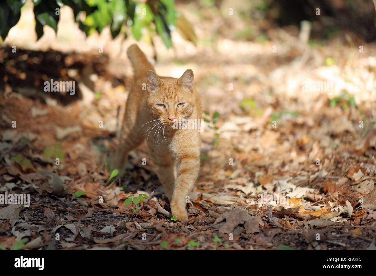 Orange Tabby Cat walking in natural woods in the fall Stock Photo - Alamy