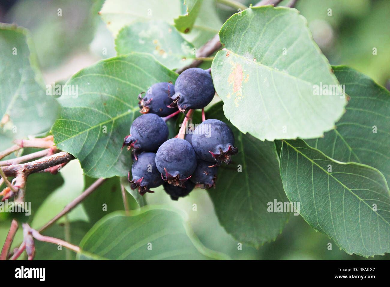A cluster of ripe saskatoon berries hanging in summer Stock Photo - Alamy