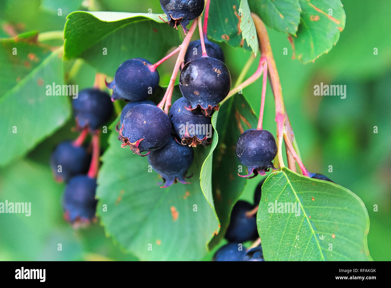 Saskatoon berries orchard hi-res stock photography and images - Alamy
