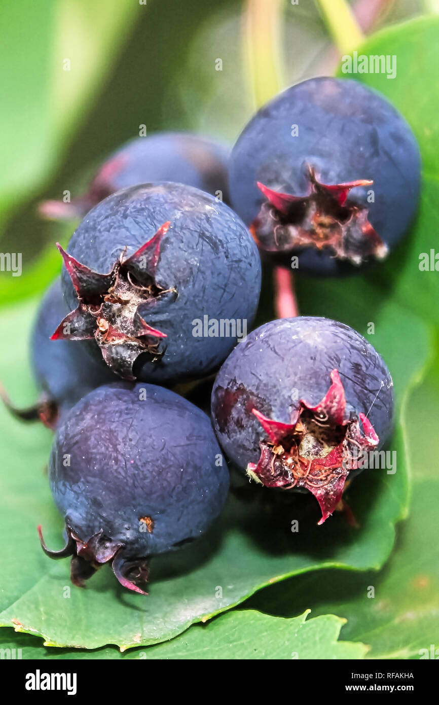 Serviceberries hi-res stock photography and images - Alamy