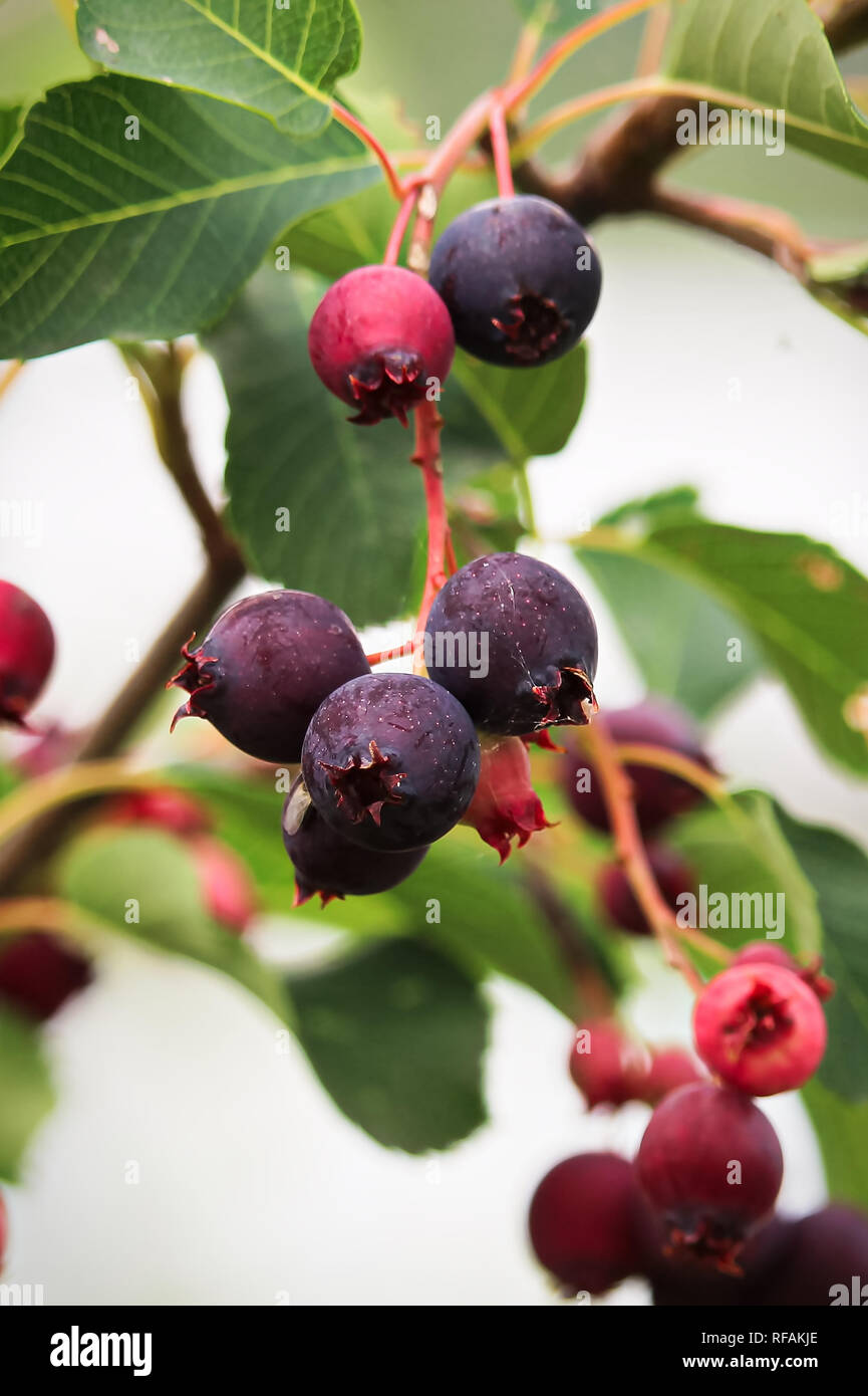 Saskatoon Berries Orchard High Resolution Stock Photography and Images ...