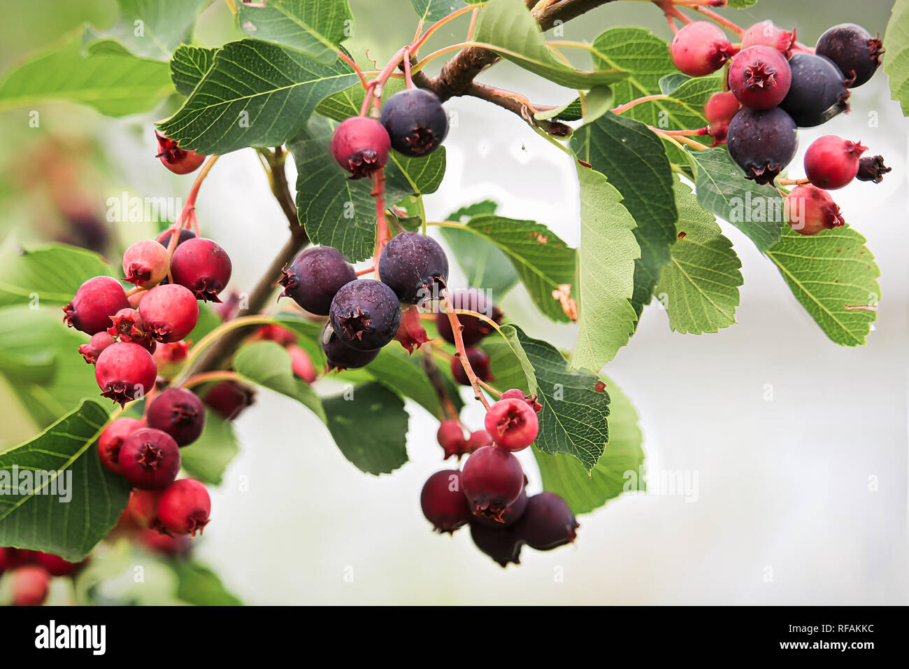 Saskatoon berries orchard hi-res stock photography and images - Alamy