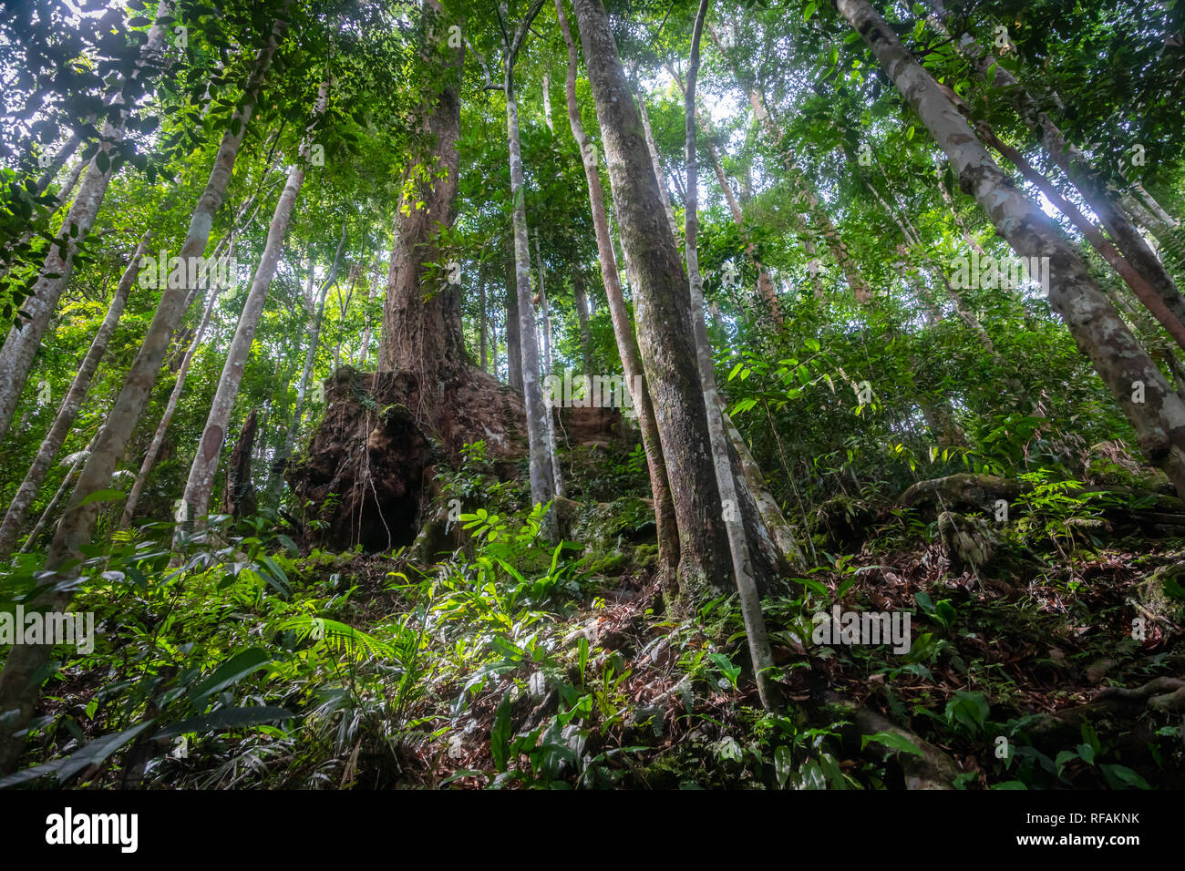 Rainforest in the jungle of Bukit Lawang, North Sumatra, Indonesia ...