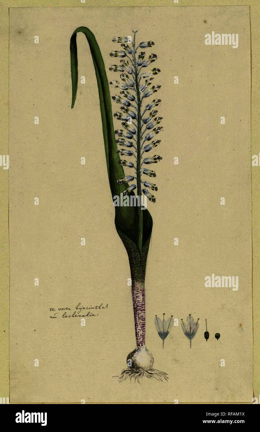 Lachenalia unifolia jacq hi-res stock photography and images - Alamy