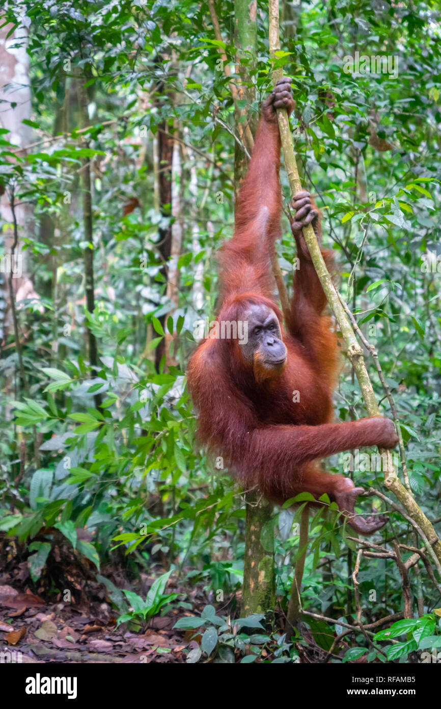 Orangutan in jungle portrait. Semi-wild female orangutan in jungle rain ...