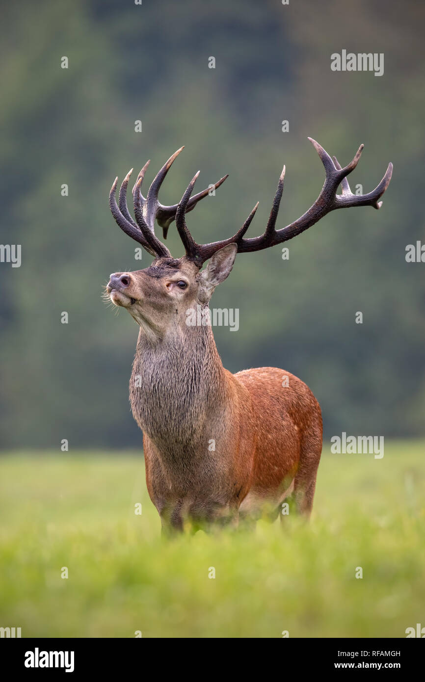 Big red deer, cervus elaphus, stag standing proudly. King of forest ...