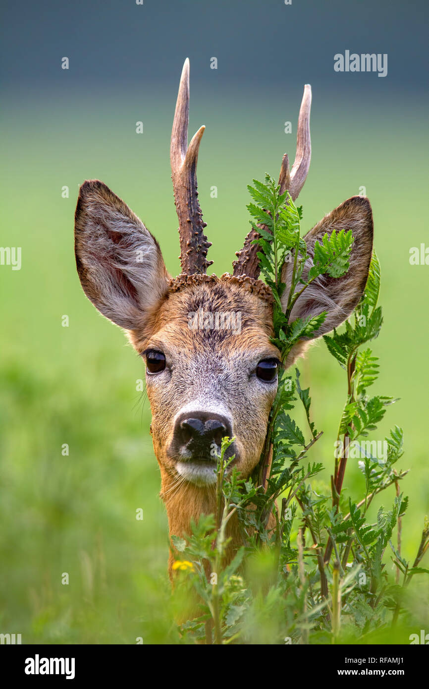 Detail of head of roe deer, capreolus capreolus, buck in summer. Close ...