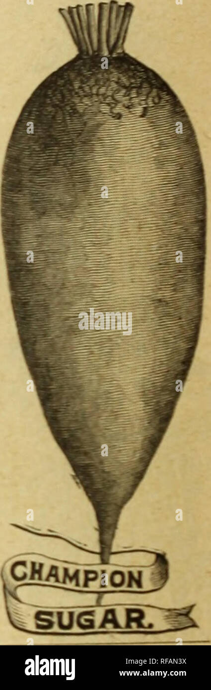 Sugar beet supplies hi-res stock photography and images - Alamy