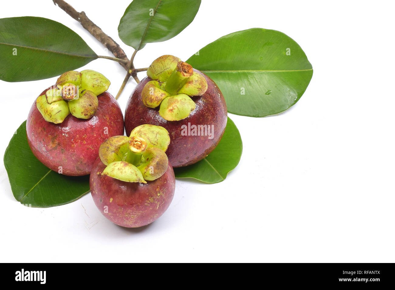 Mangosteen is a perennial green tree from the tropics that is believed ...