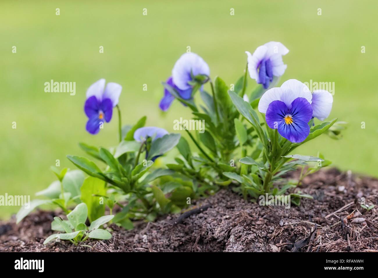 Viola plants hi-res stock photography and images - Alamy