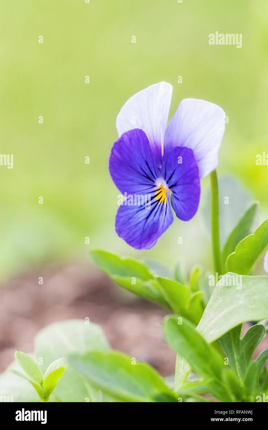 Viola plants hi-res stock photography and images - Alamy