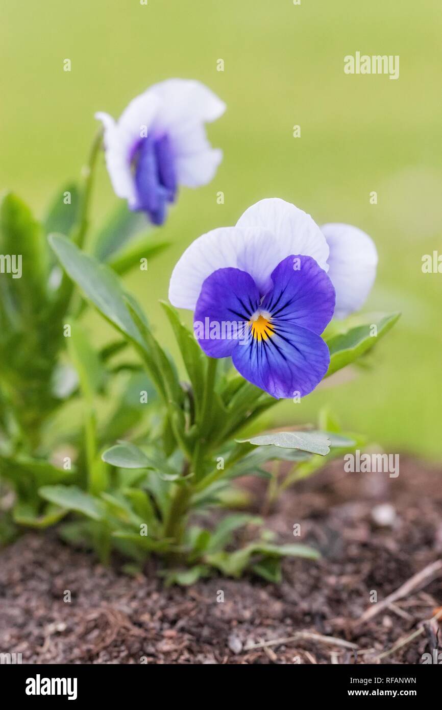 Viola plants hi-res stock photography and images - Alamy