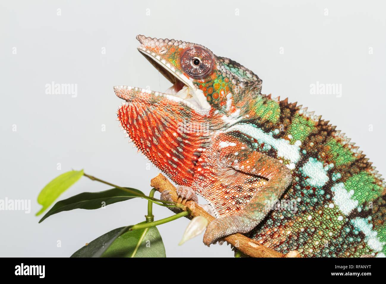 Angry lizard hi-res stock photography and images - Alamy