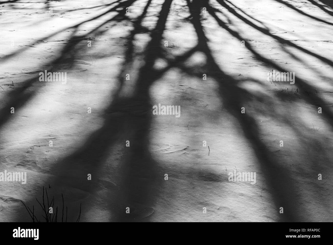 Black & white; trees cast abstract shadows on fresh snow; Vandaveer ...