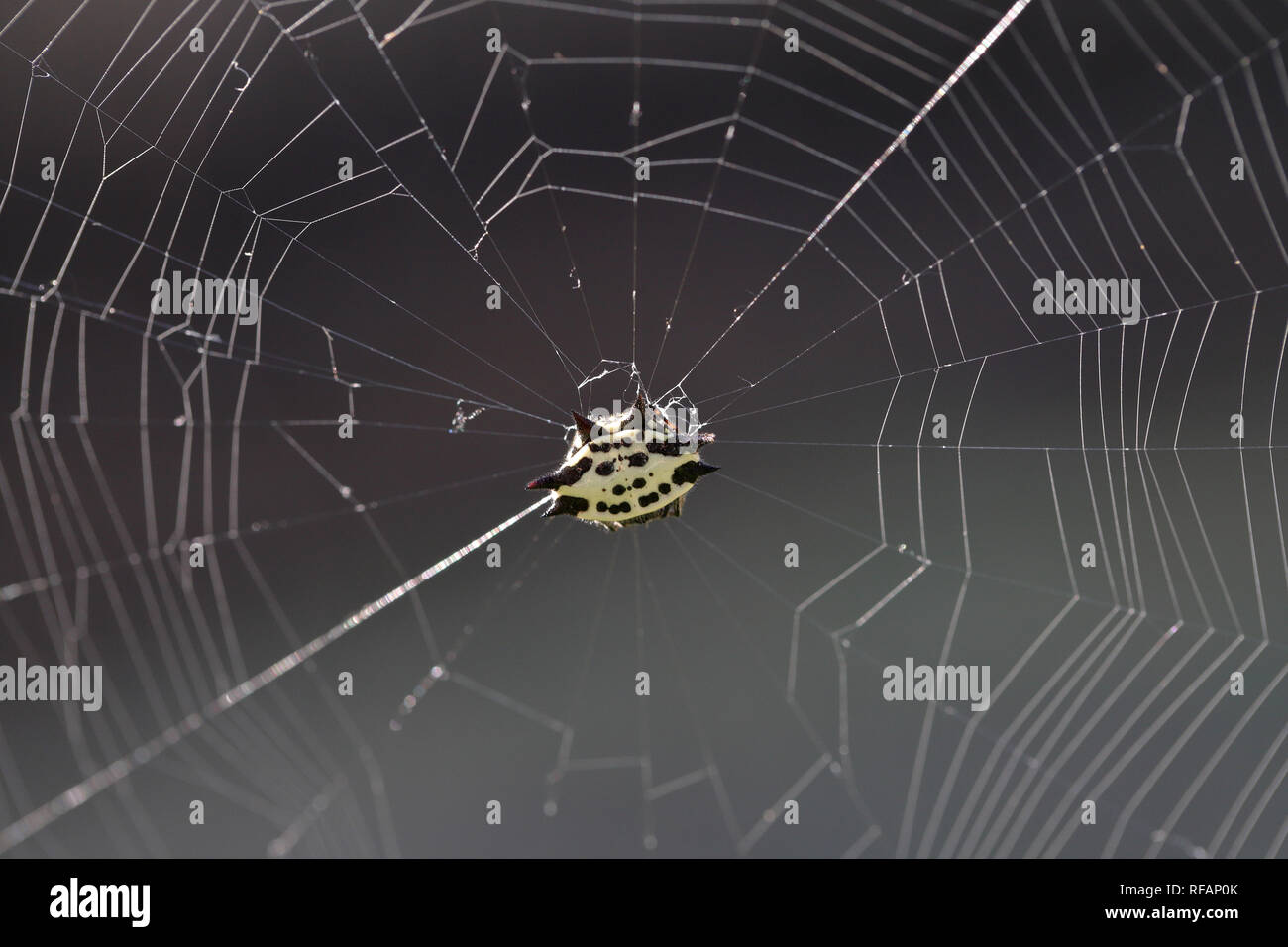 Spiny orb weaver hi-res stock photography and images - Alamy