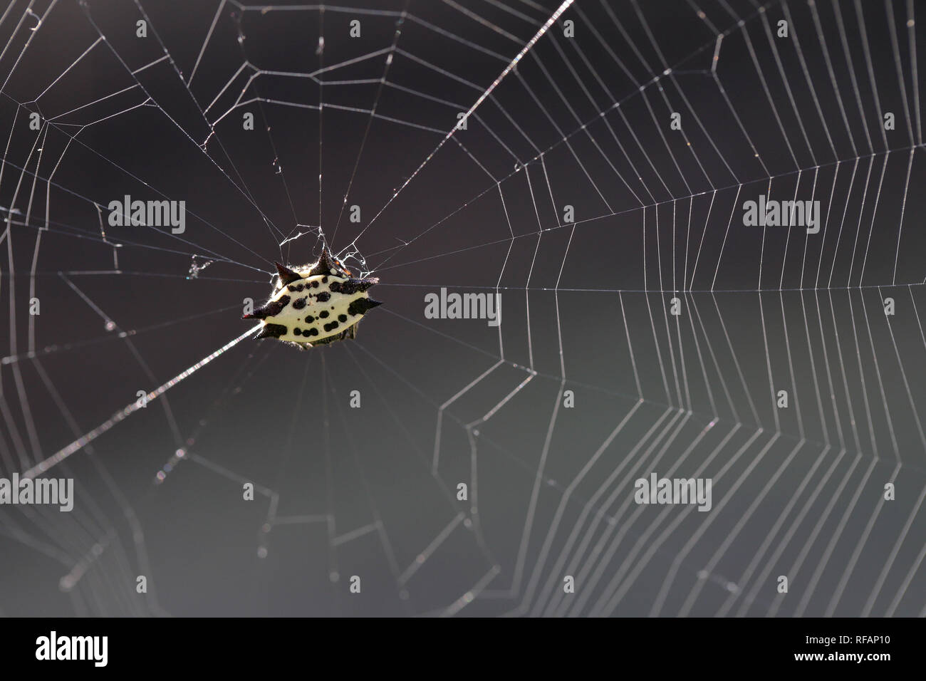 Yellow Spider in web, Spiny backed orb weaver(Gasteracantha ...