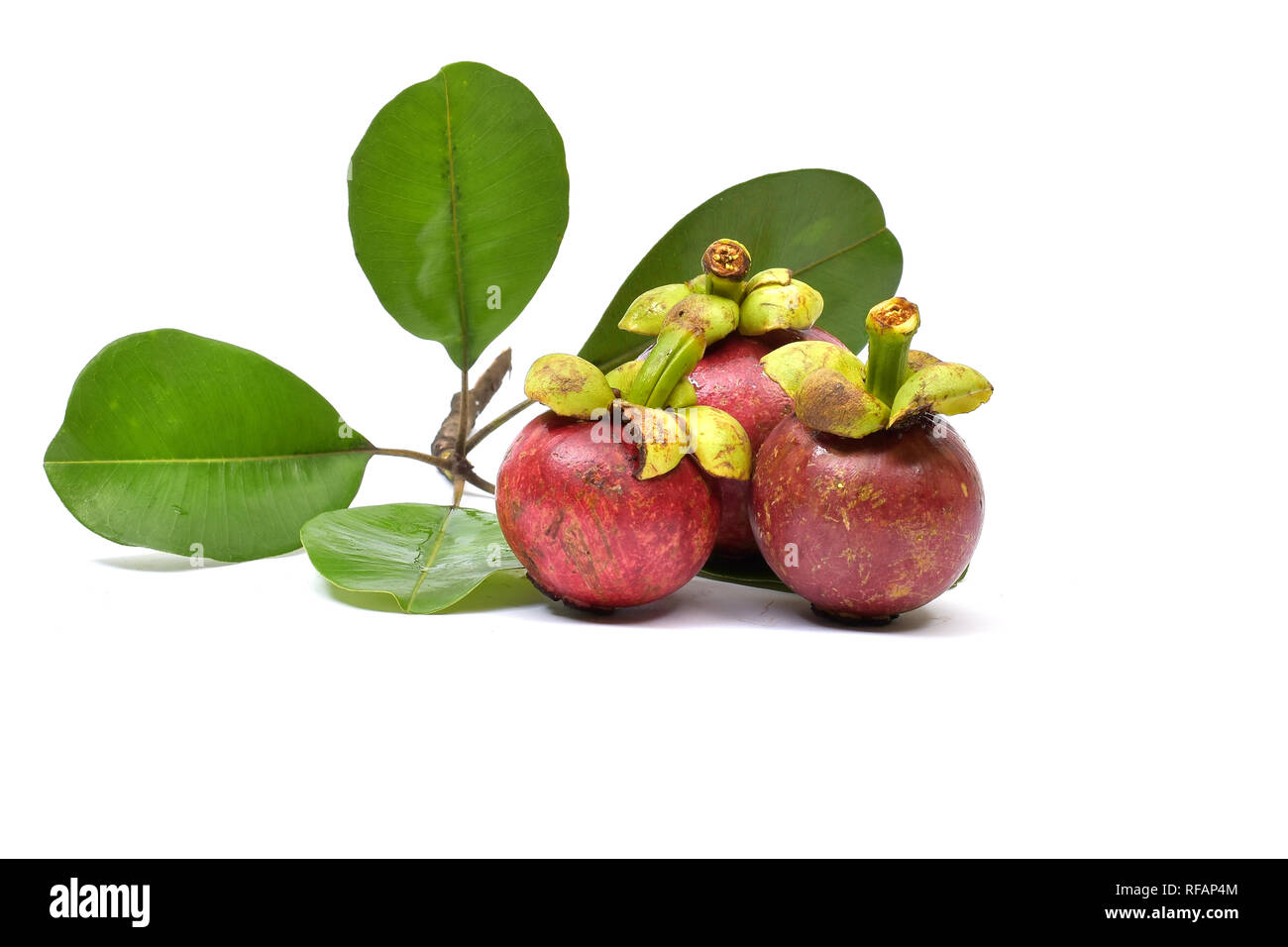 Mangosteen is a perennial green tree from the tropics that is believed ...