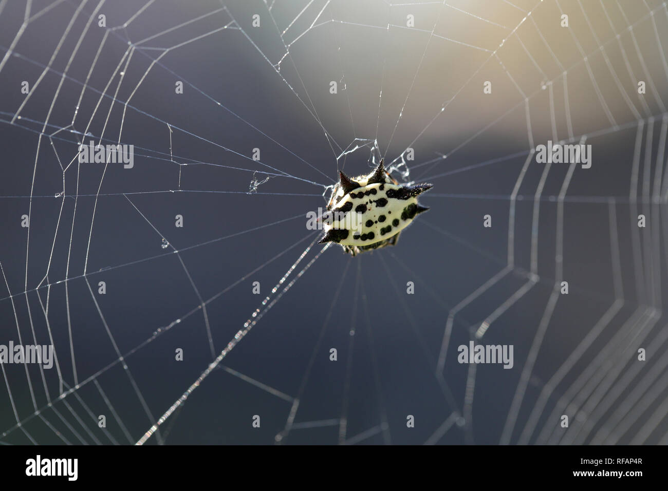 Yellow Spider in web, Spiny backed orb weaver(Gasteracantha ...