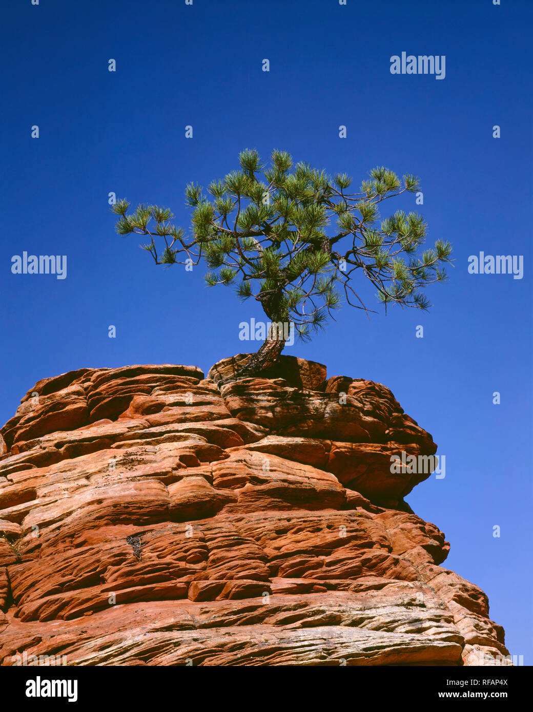 Pinyon pine tree hi-res stock photography and images - Alamy