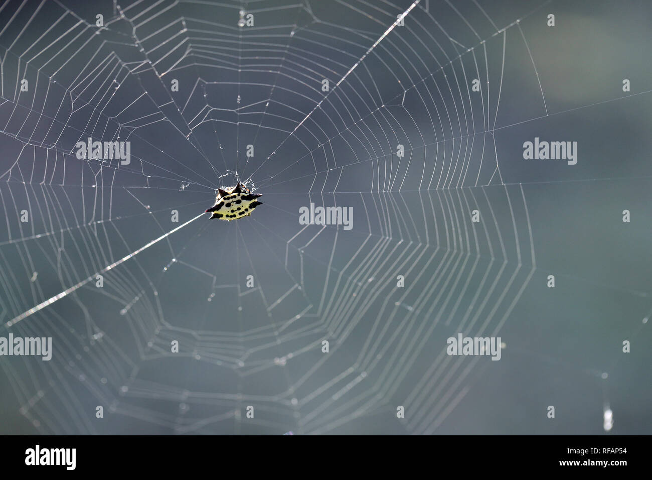 Yellow Spider in web, Spiny backed orb weaver(Gasteracantha ...