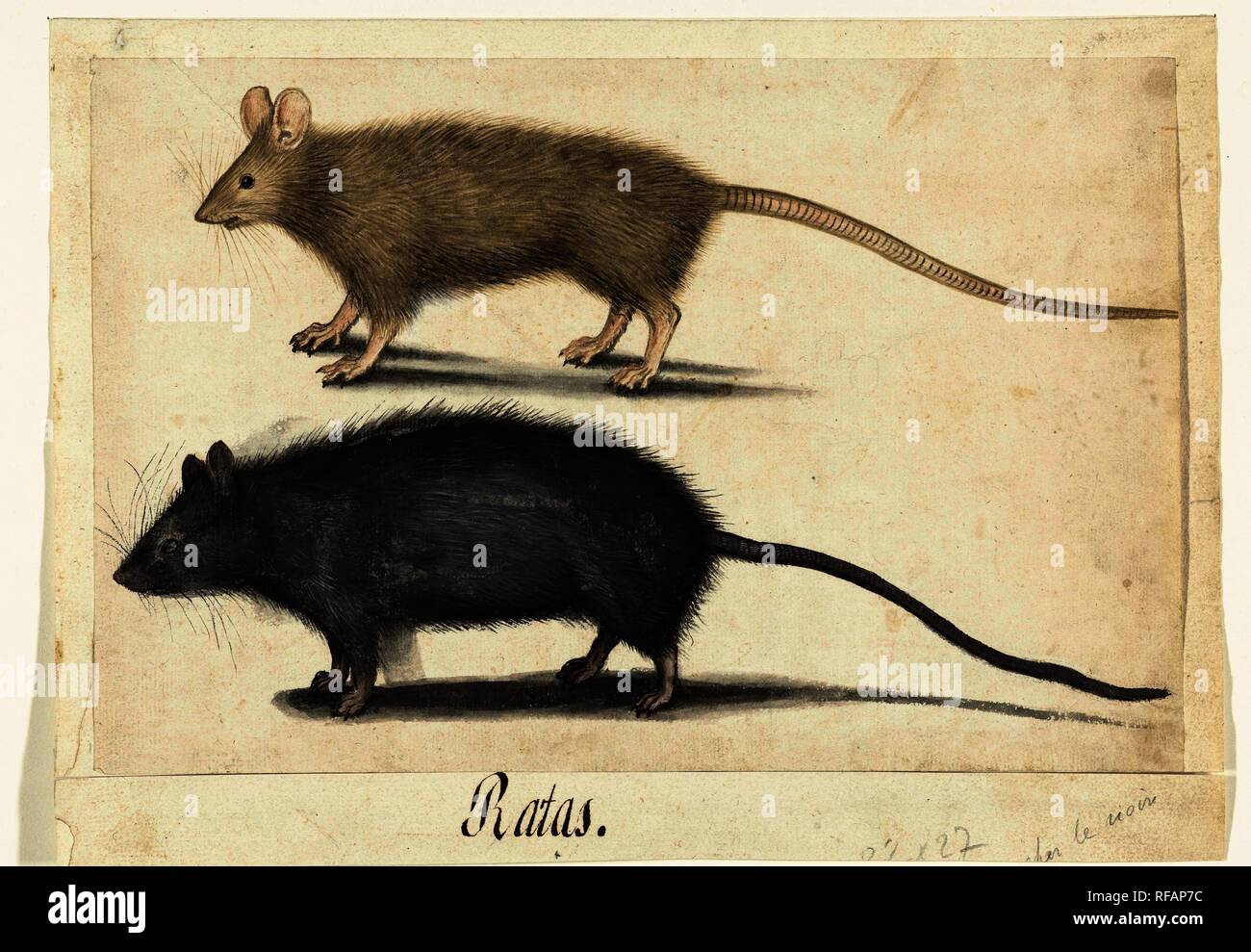 H 182 mm w 192 mm hi-res stock photography and images - Alamy