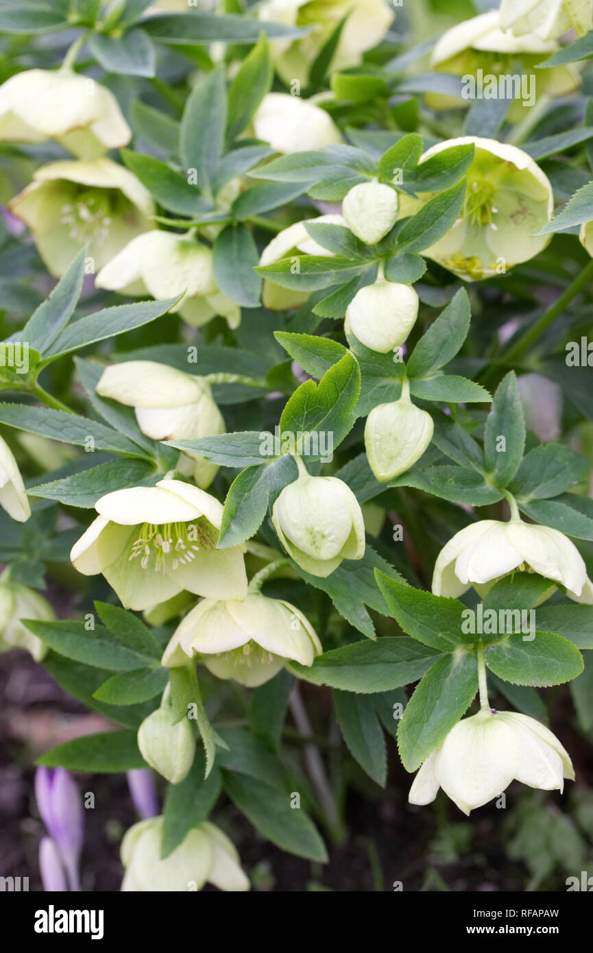 Flowers hellebores hi-res stock photography and images - Alamy