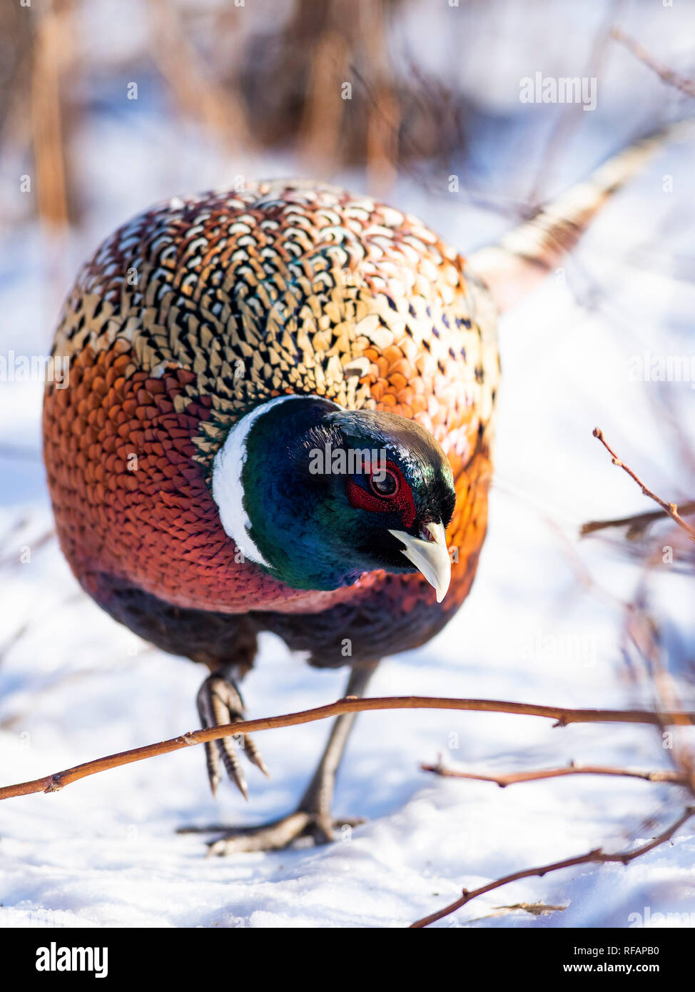 A Rooster Ringnecked Pheasant in the winter in South Dakota on a cold ...
