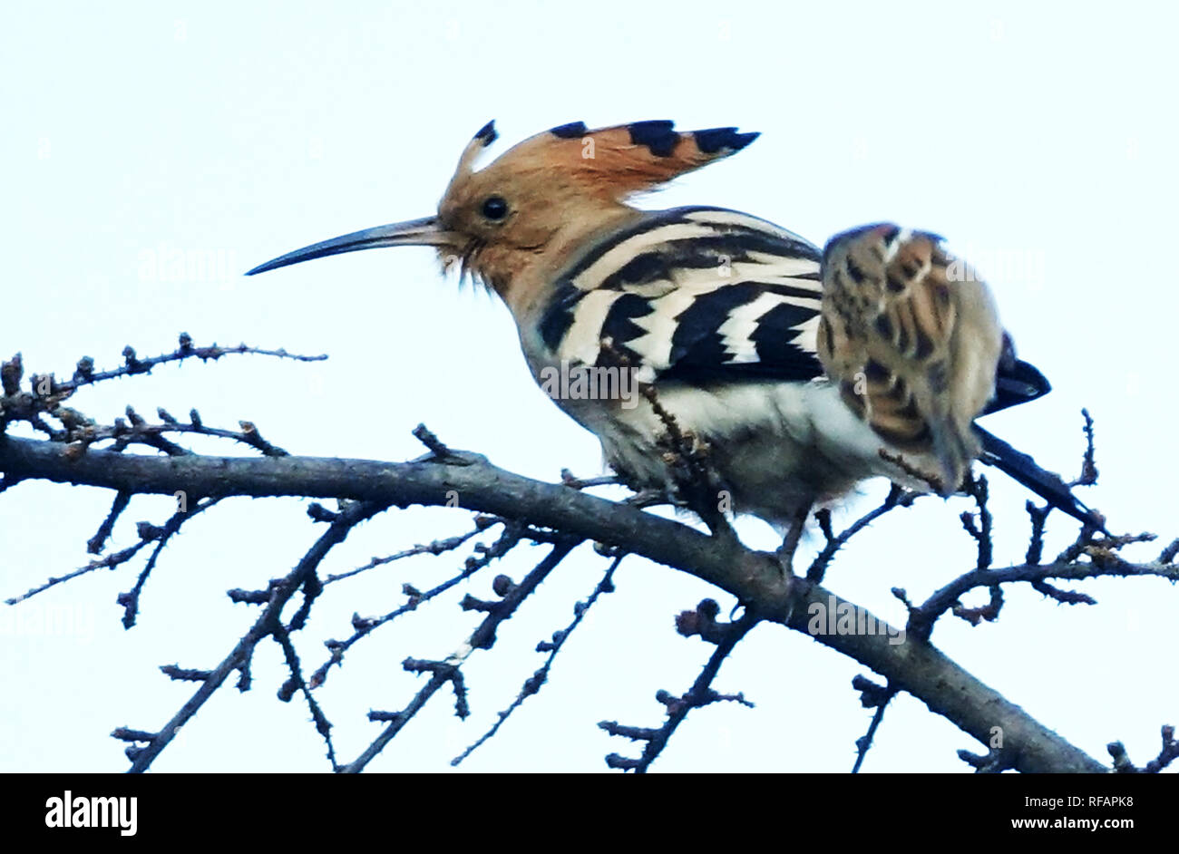 Dalian, Dalian, China. 24th Jan, 2019. Dalian, CHINA-A hoopoe bird can ...
