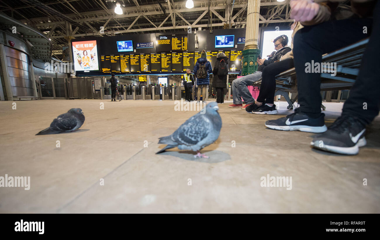 Vermin disease pigeon bird hi-res stock photography and images - Alamy