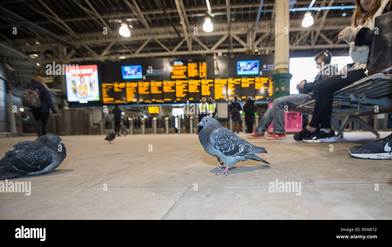 Vermin disease pigeon bird hi-res stock photography and images - Alamy