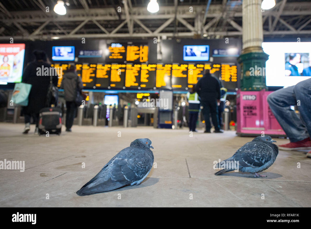 Vermin disease pigeon bird hi-res stock photography and images - Alamy