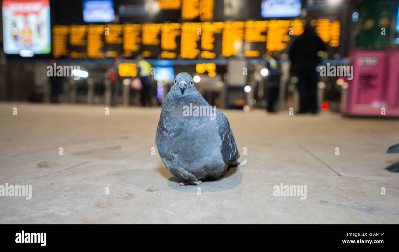 Vermin disease pigeon bird hi-res stock photography and images - Alamy
