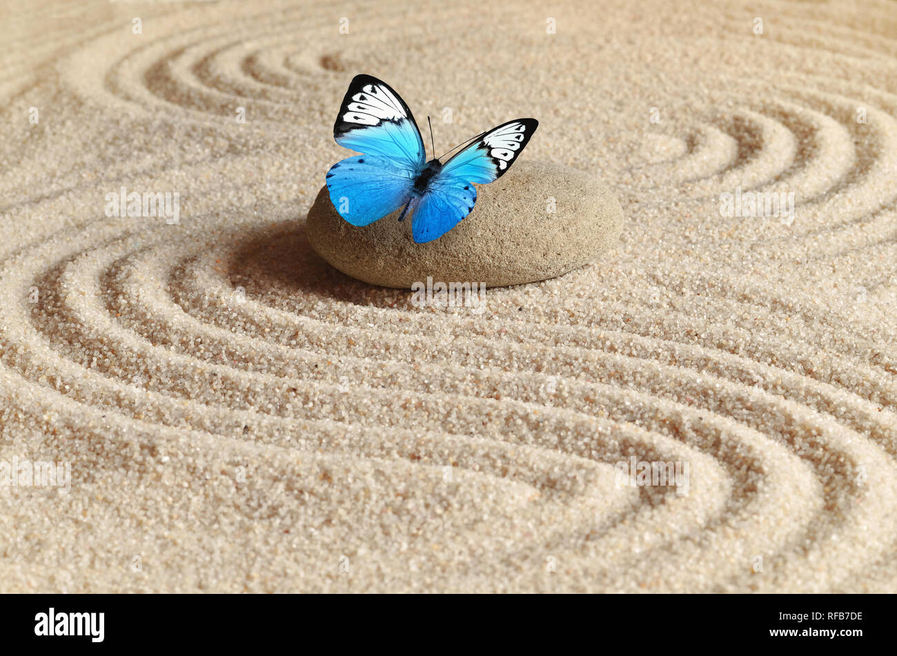 A blue vivid butterfly on a zen stone with circle patterns in the grain ...