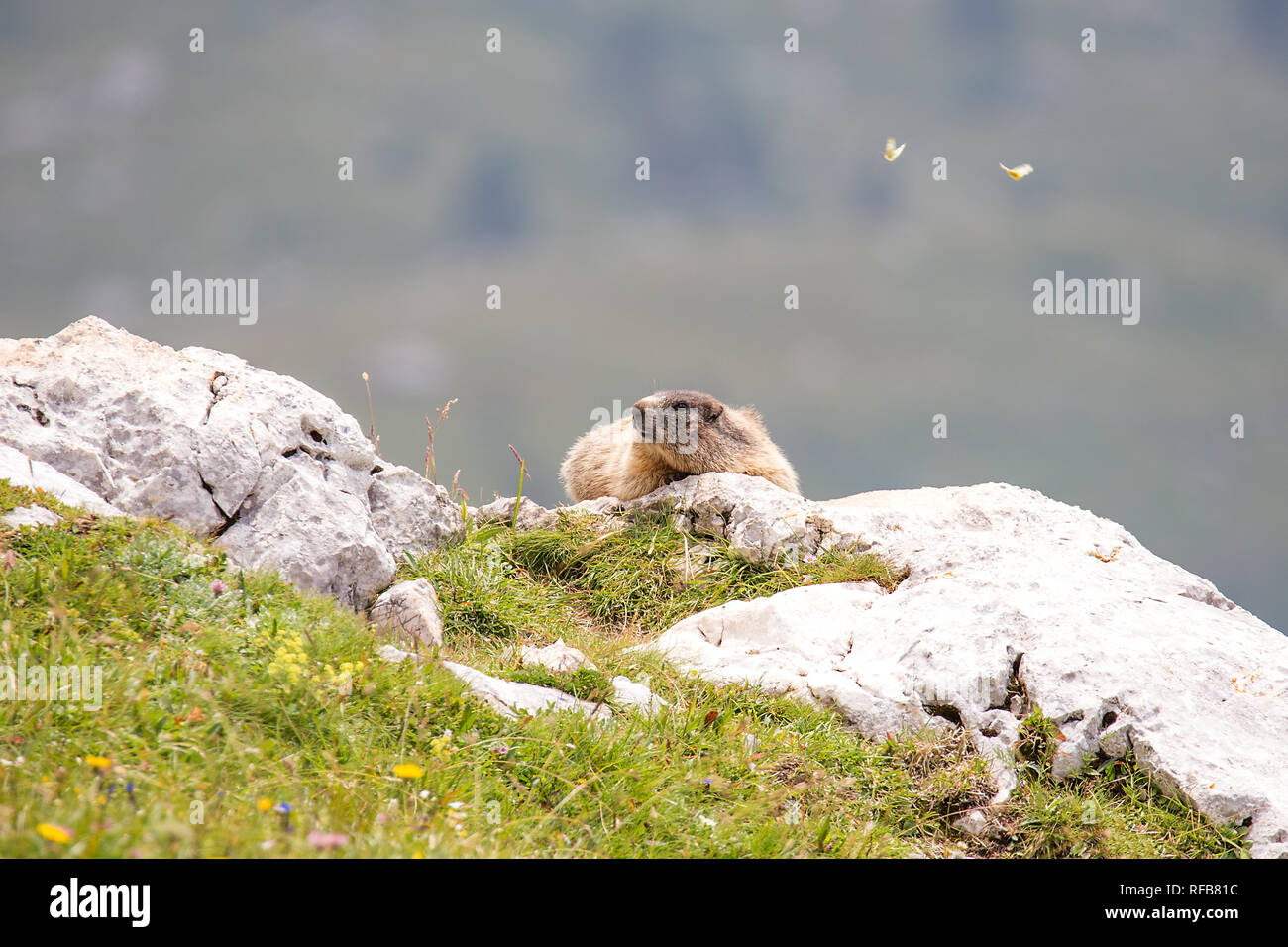 Alpine marmot (Marmota marmota) sitting on the rock Stock Photo - Alamy