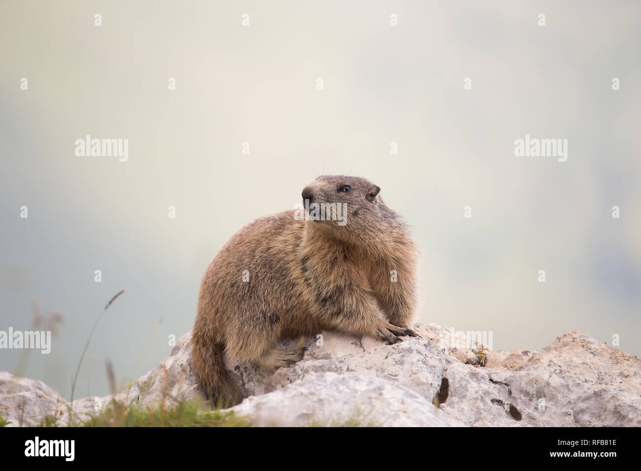 Alpine marmot (Marmota marmota) sitting on the rock Stock Photo - Alamy