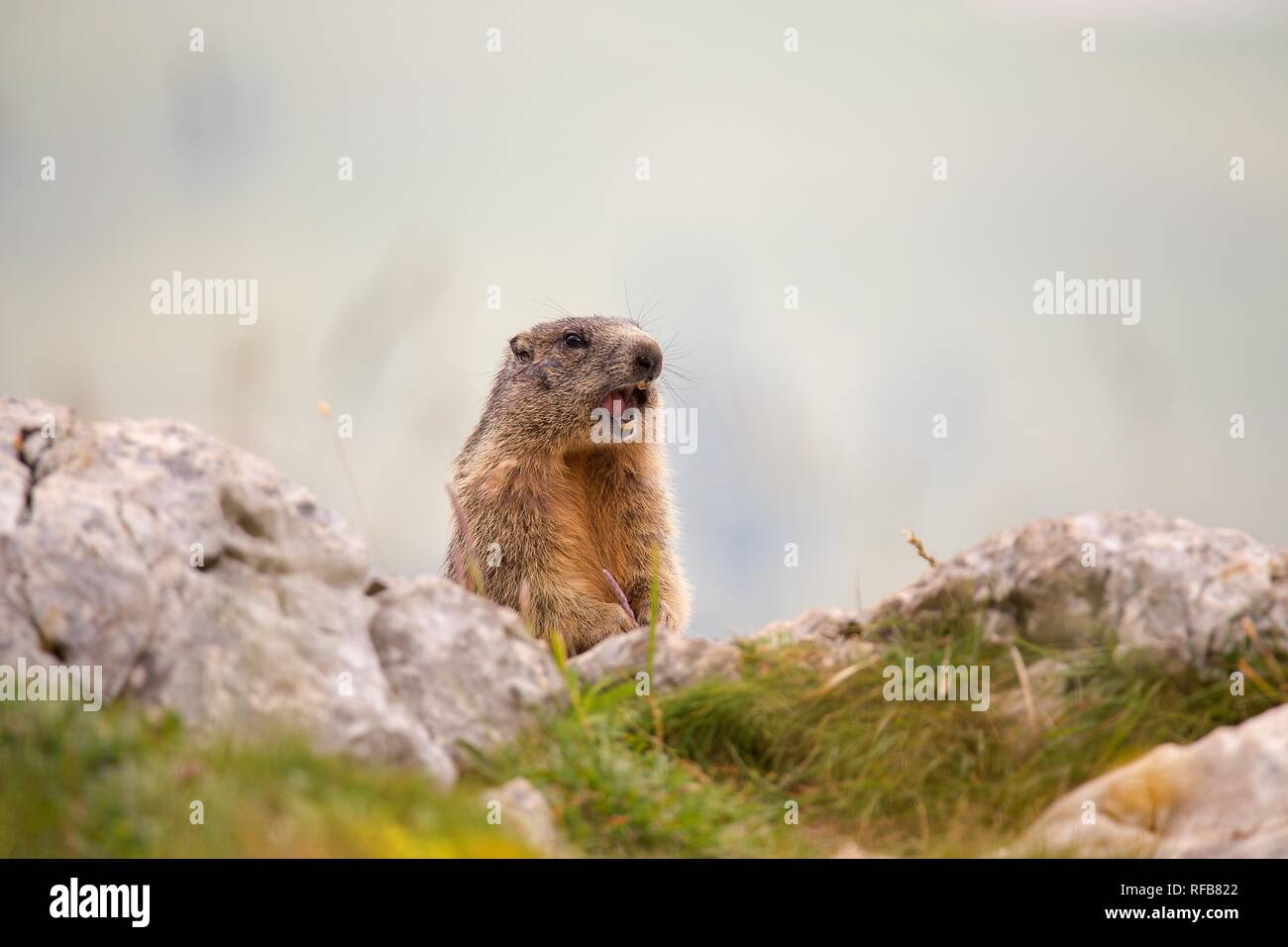 Alpine marmot (Marmota marmota) sitting on the rock Stock Photo - Alamy