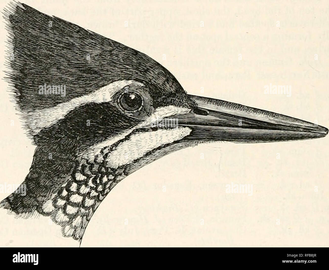 Red malar stripe hi-res stock photography and images - Alamy