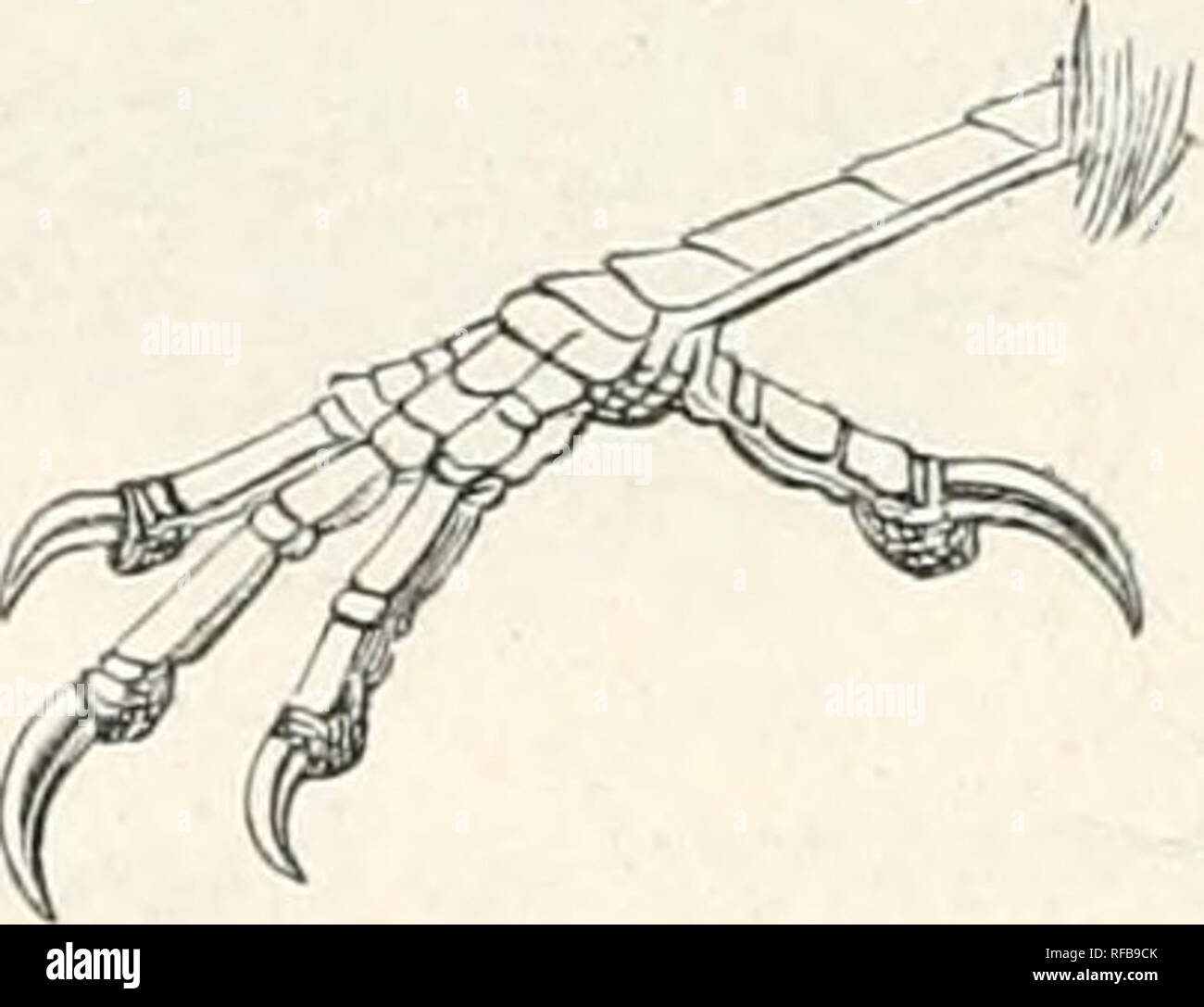 Median coverts feathers hi-res stock photography and images - Alamy