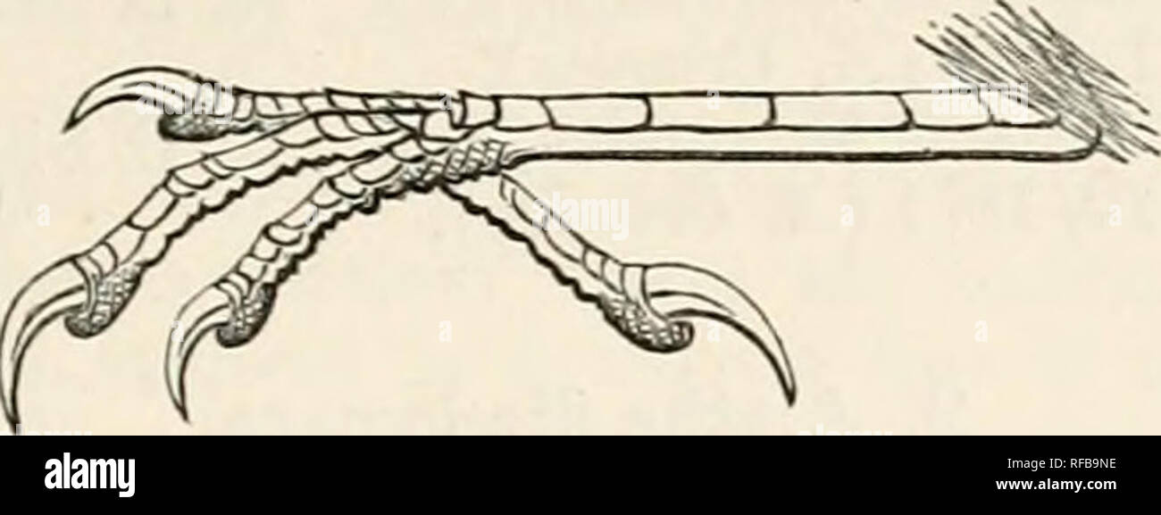 Alethe diademata hi-res stock photography and images - Alamy