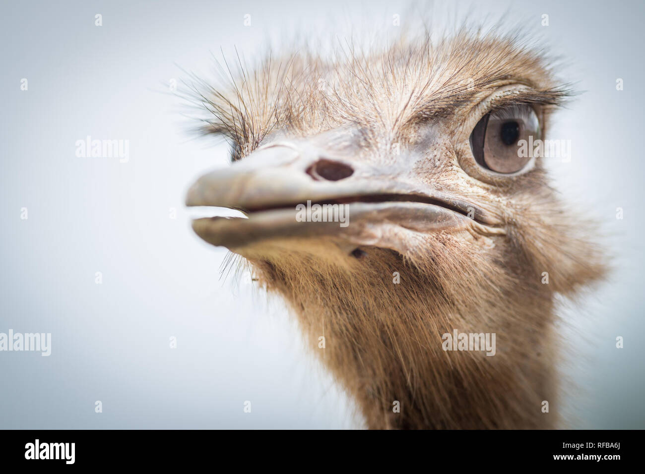 The Pafuri region in the far north of Kruger National Park is a ...