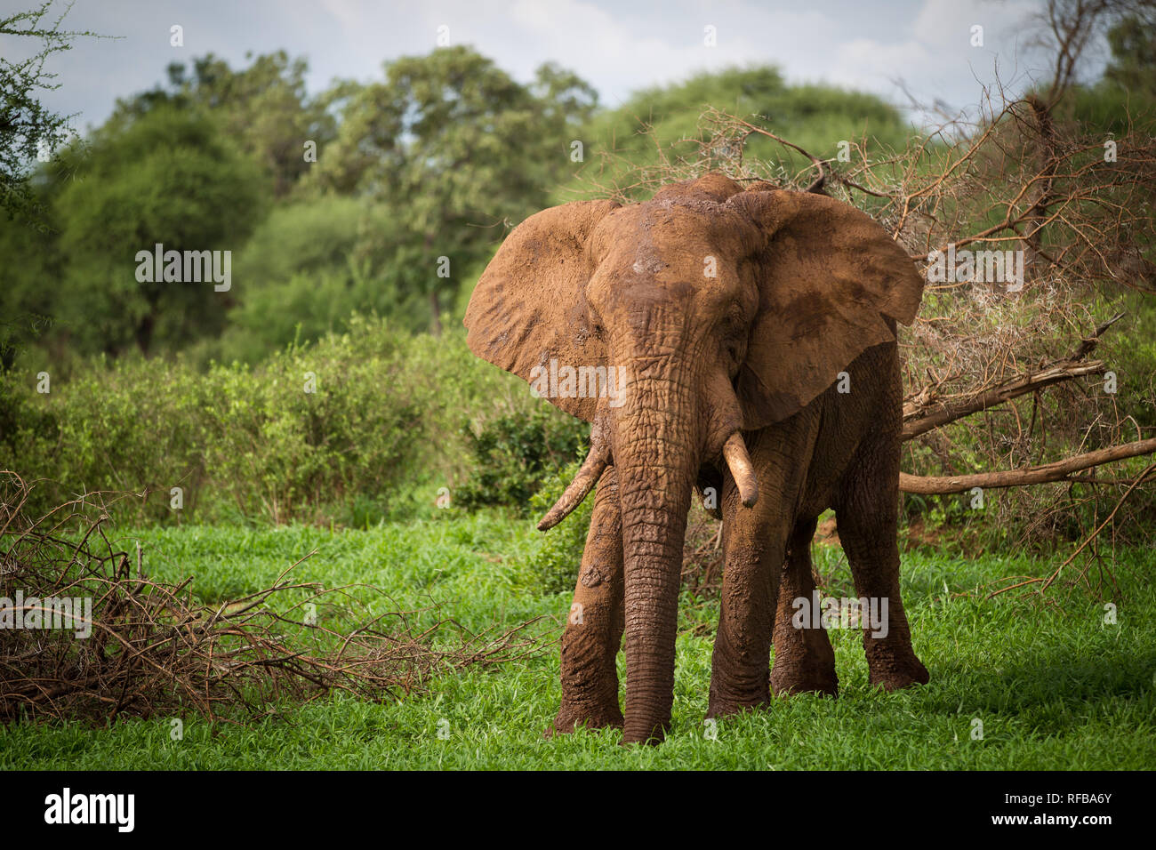 The Pafuri region in the far north of Kruger National Park is a ...